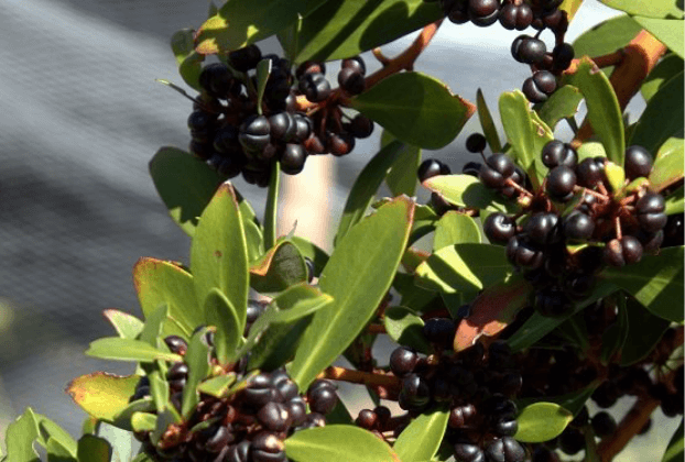 Tasmanian Mountain Pepper Berry